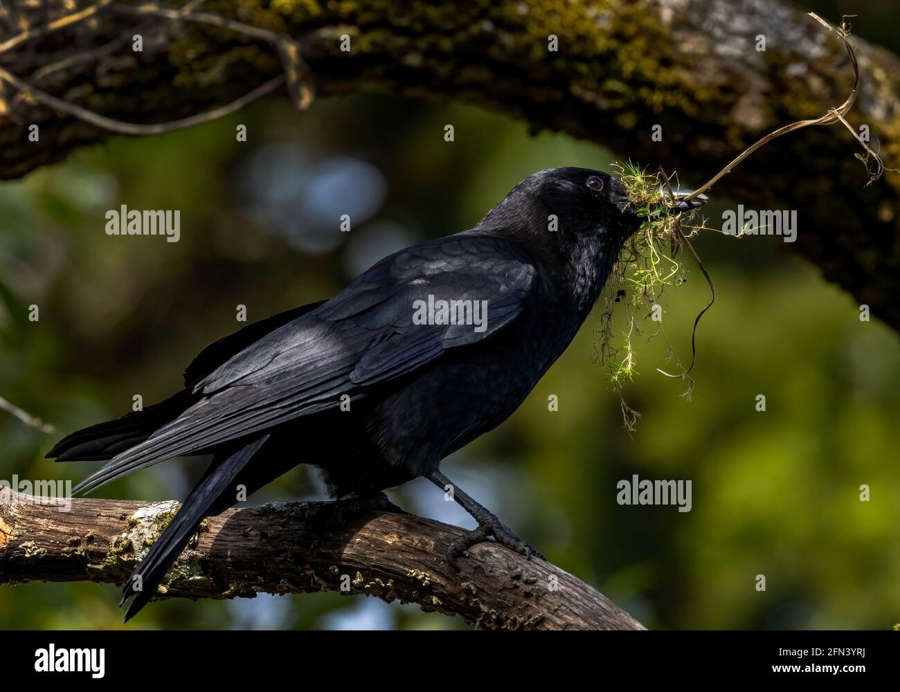 Becco materiale immagini e fotografie stock ad alta risoluzione - Alamy