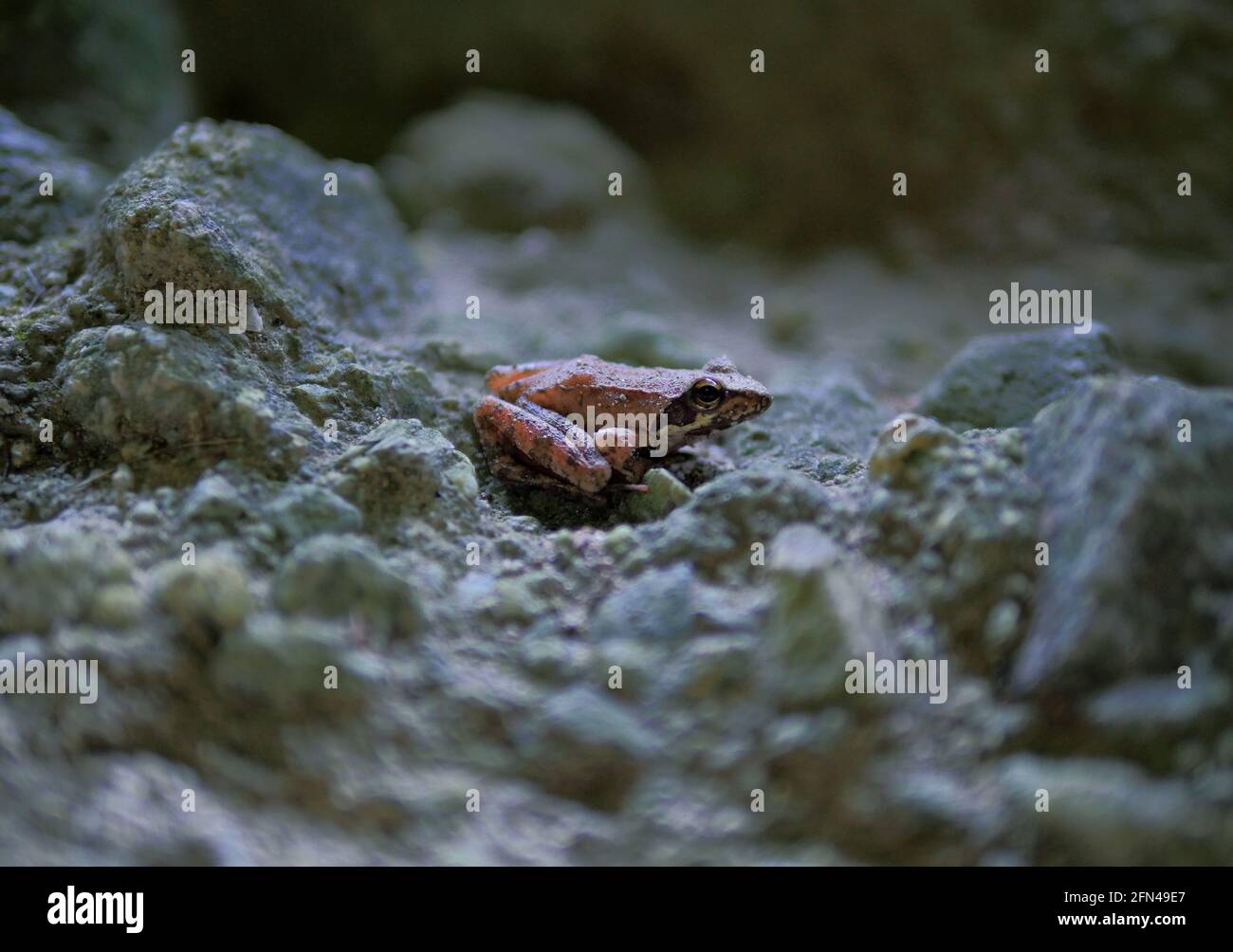 Rana colorata immagini e fotografie stock ad alta risoluzione - Alamy