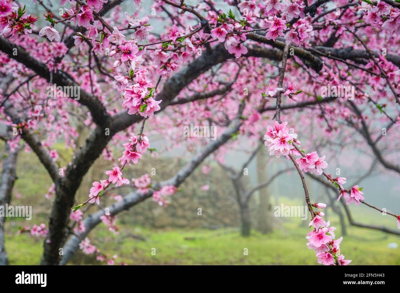 Fiori di ciliegio in fiore di pesca immagini e fotografie stock ad alta ...
