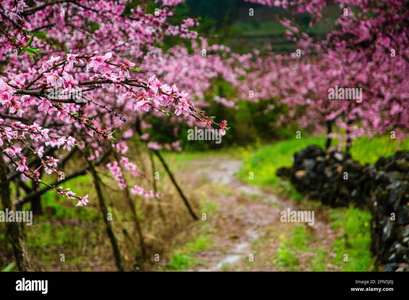 Fiori di ciliegio in fiore di pesca immagini e fotografie stock ad alta ...