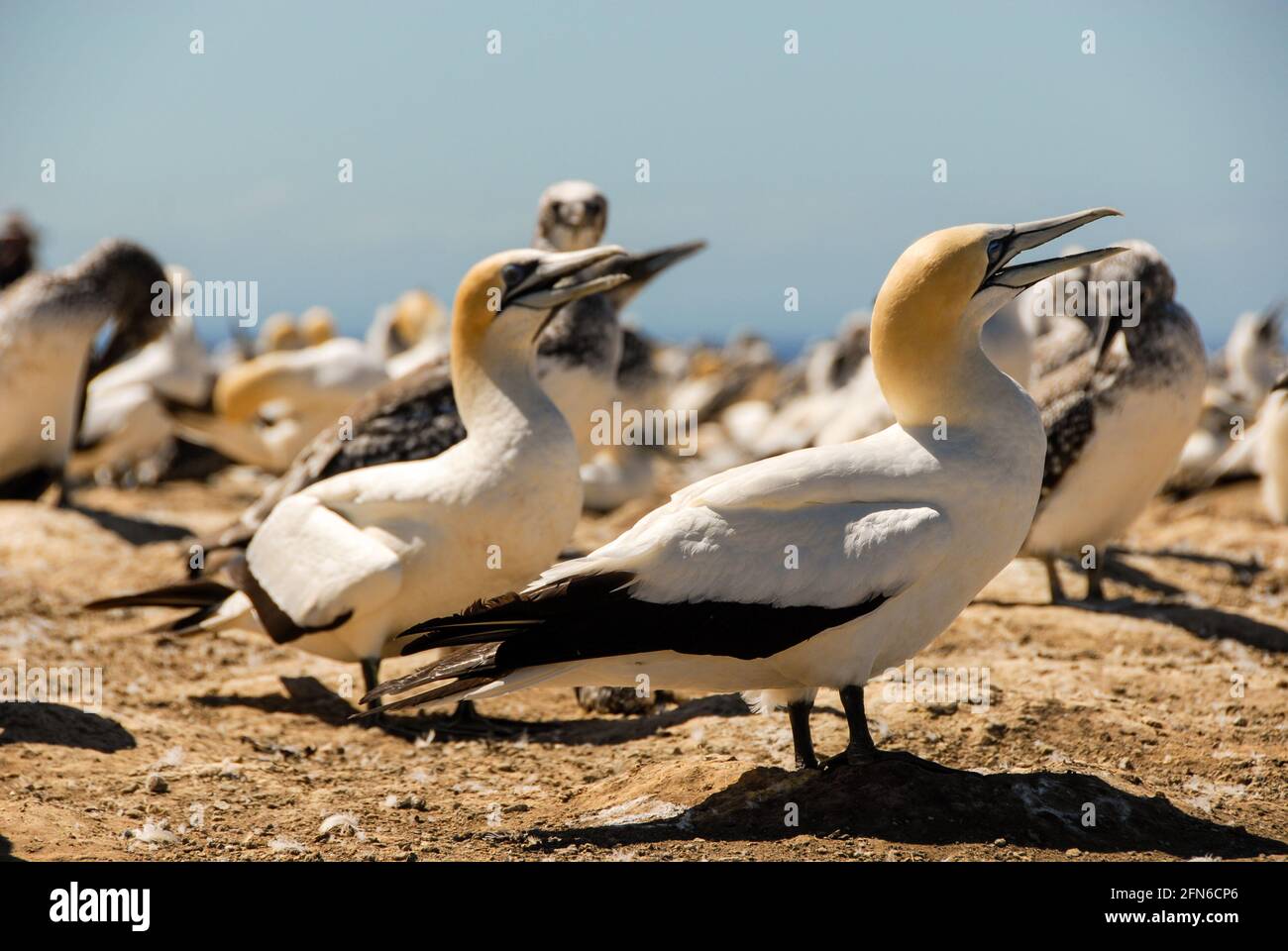 Gannet sul tableland a Cape Kidnappers vicino Napier, Nuova Zelanda ...