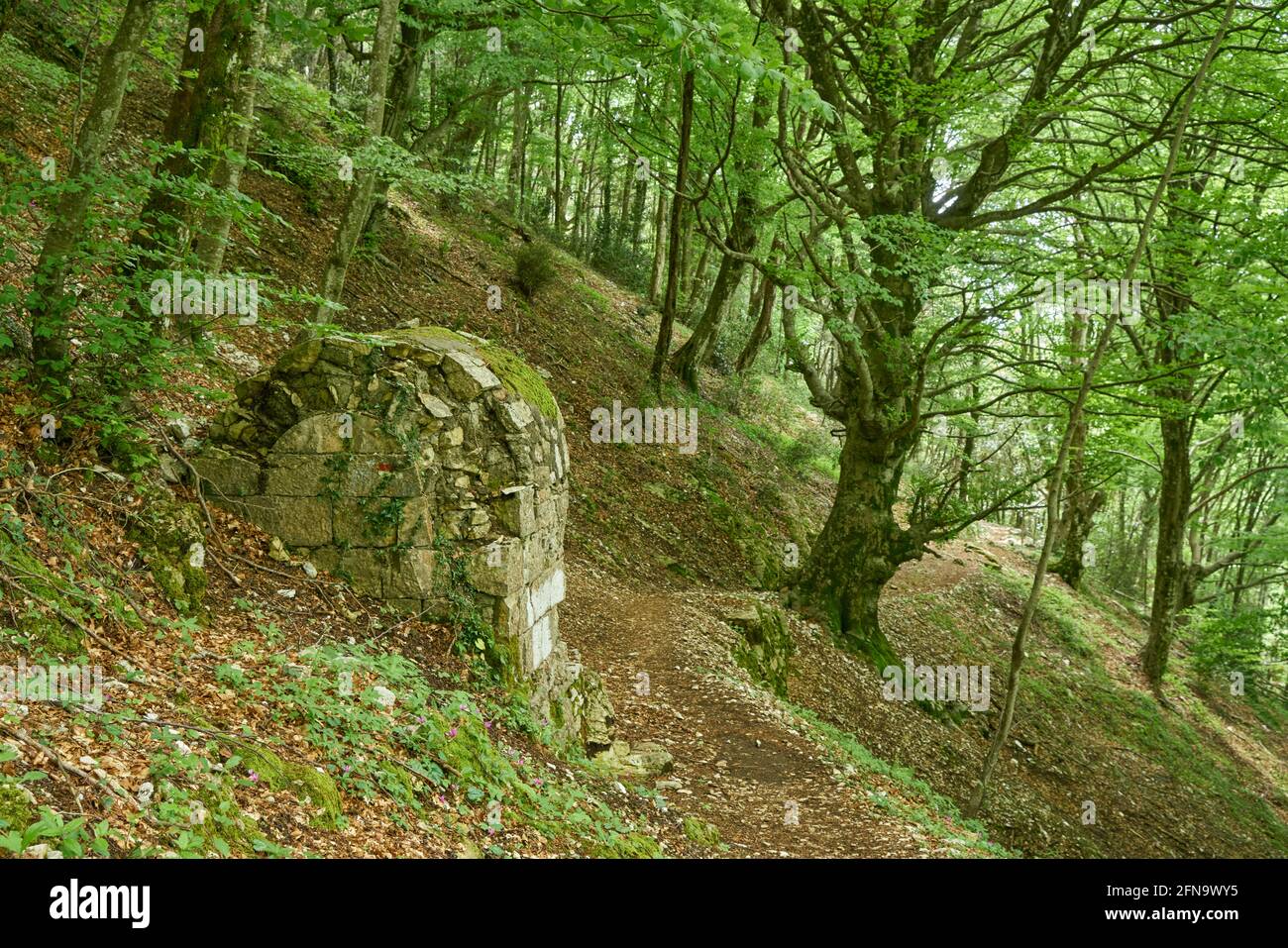 Sentiero escursionistico e faggeto nel Parco Regionale dei Monti Lepini ...