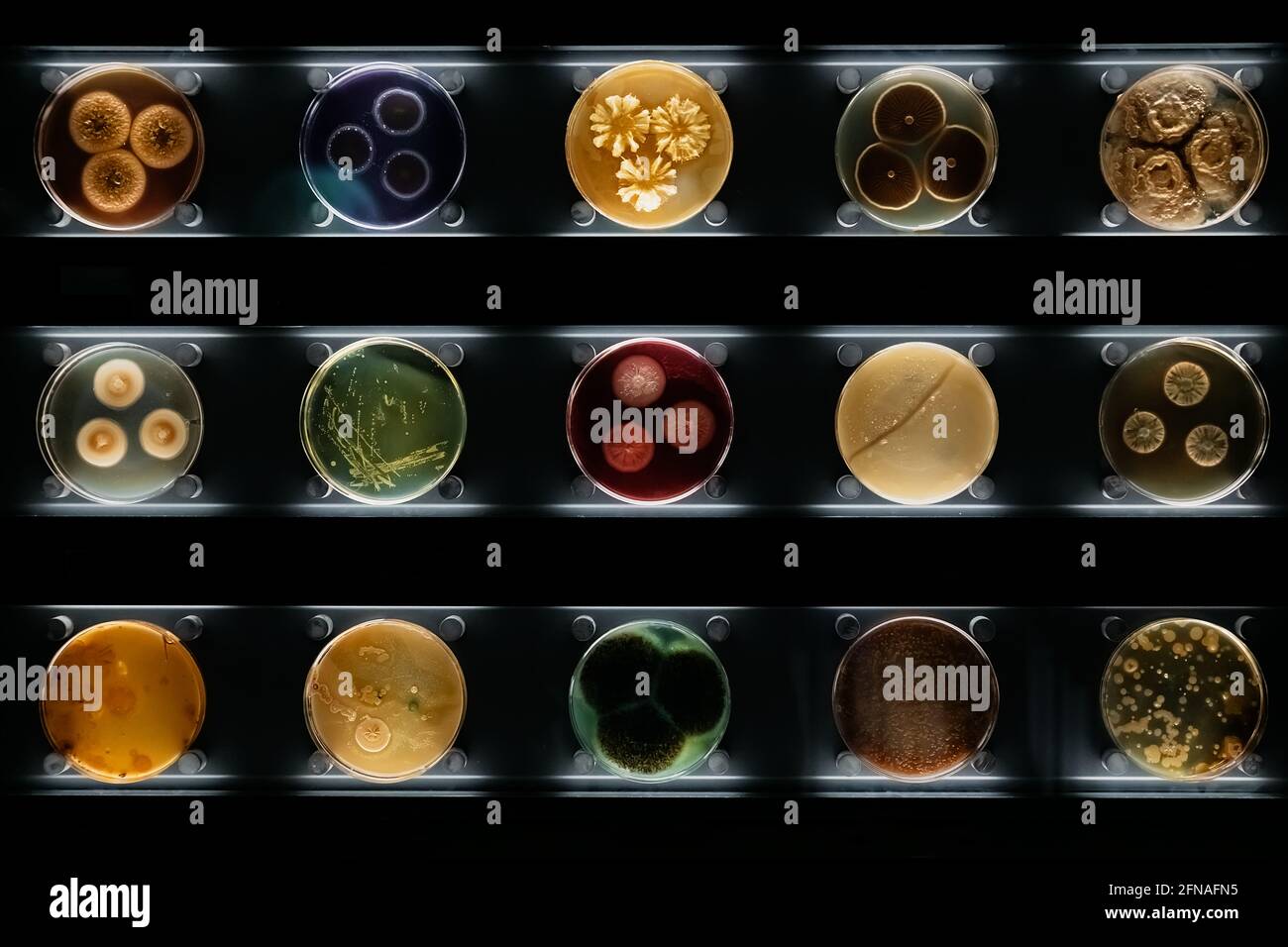 Tipos de bacterias microbiologia immagini e fotografie stock ad alta ...