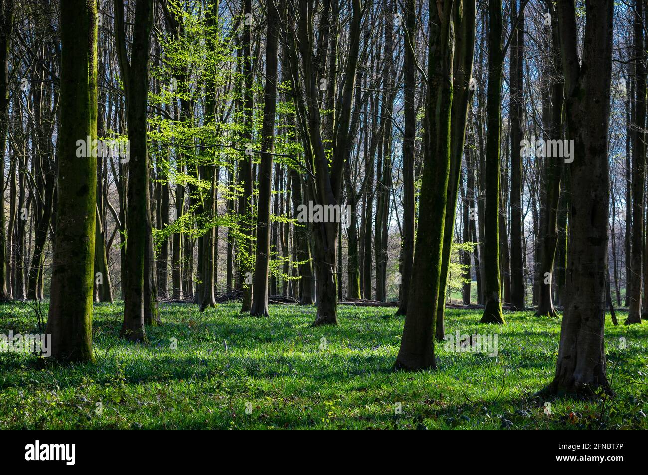 Alberi Bosco Bosco Bosco Immagini e Fotos Stock - Alamy