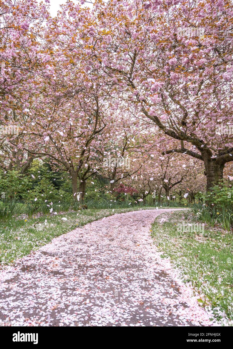 Alberi di ciliegio in piena fioritura durante la primavera con petali ...