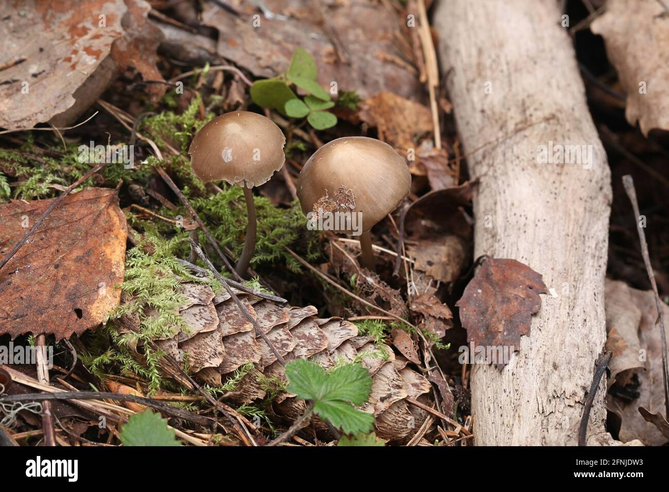 Mycena pippes, chiamato anche Mycena strobilicola, un fungo del cofano ...