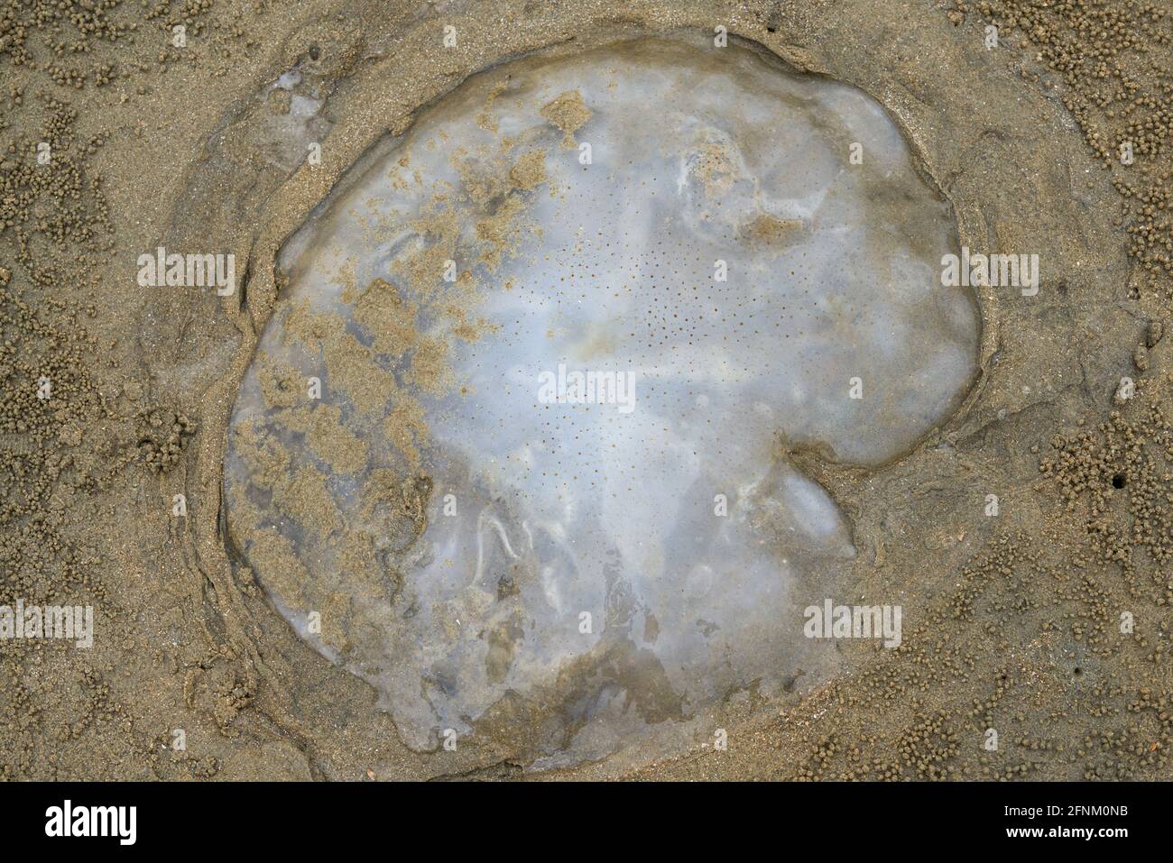 Anatomia delle meduse immagini e fotografie stock ad alta risoluzione ...