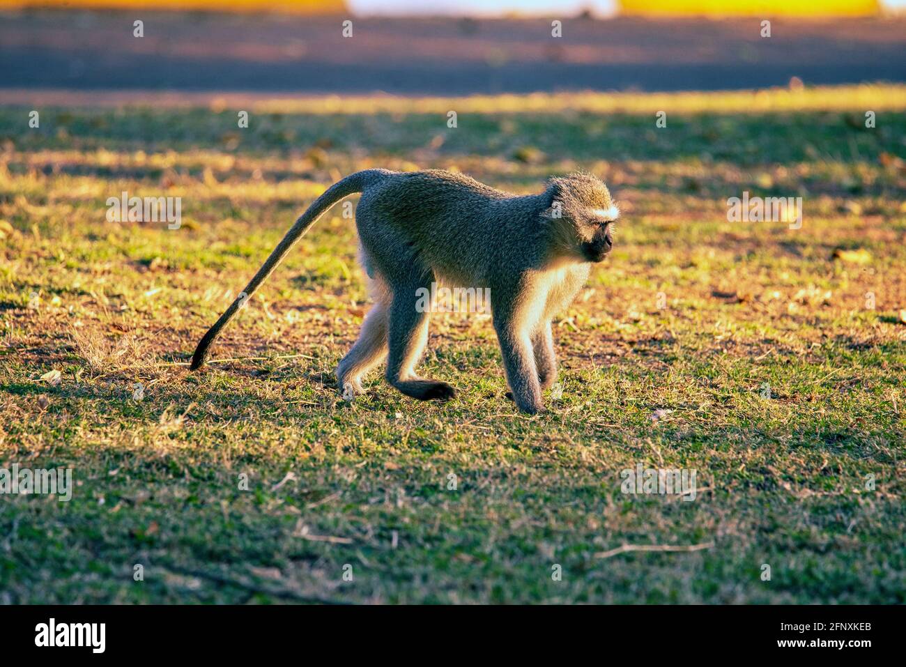 Scimmia vervet verde africana immagini e fotografie stock ad alta ...