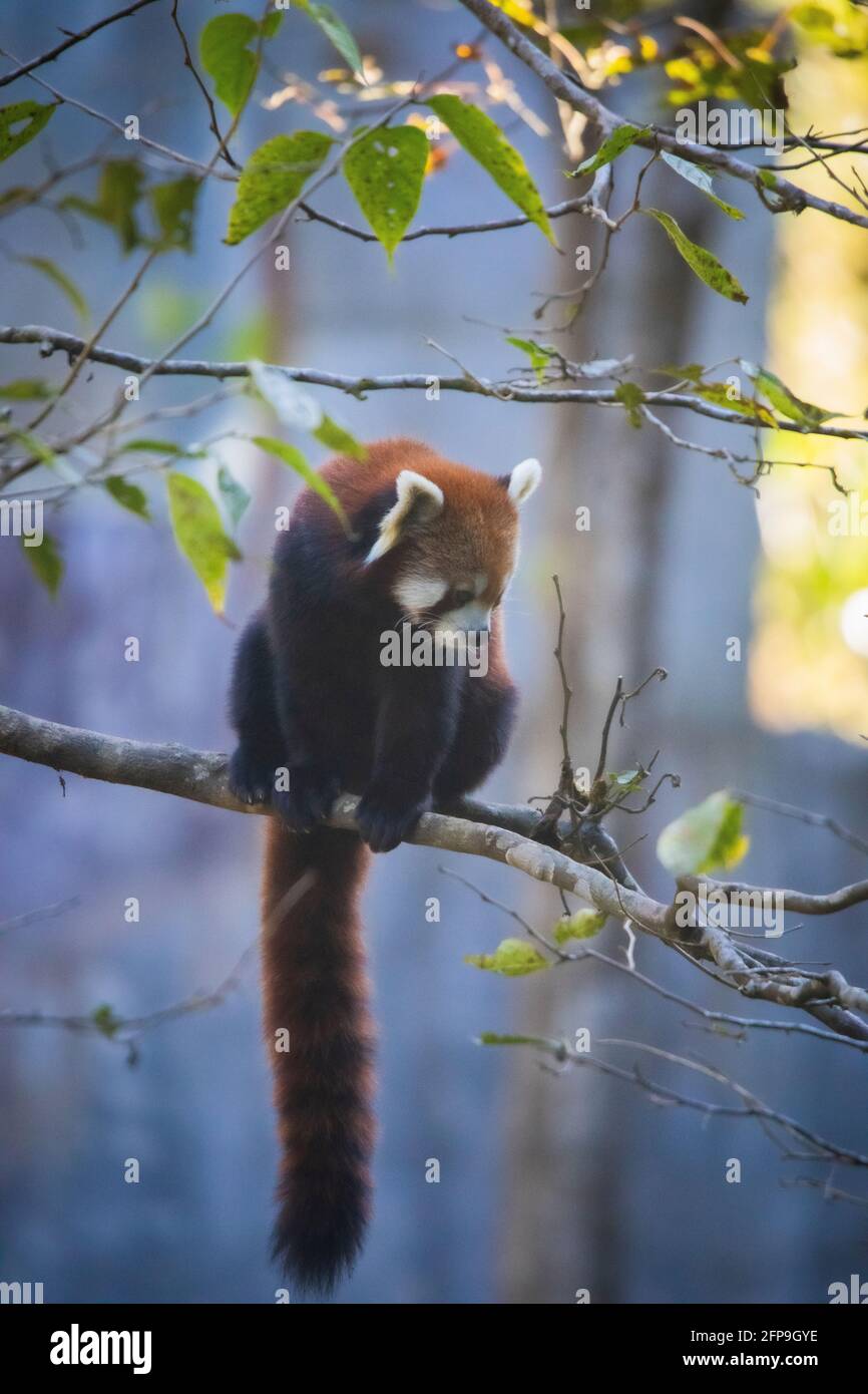 Albero dello stato del sikkim immagini e fotografie stock ad alta ...