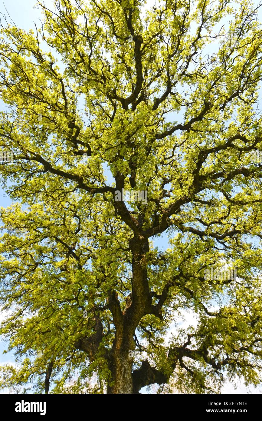 Quercia gigante immagini e fotografie stock ad alta risoluzione - Alamy