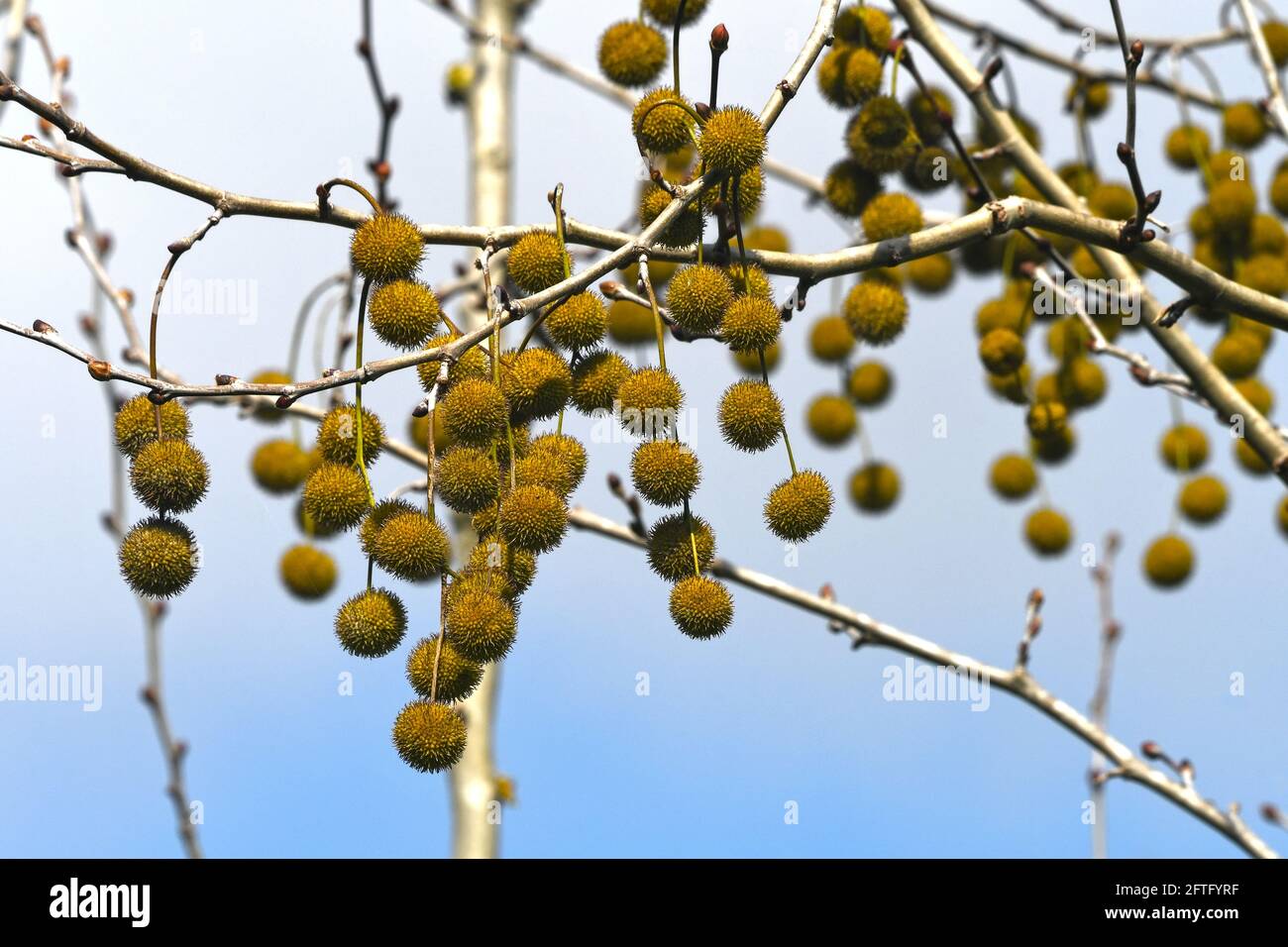 Platanus orientalis immagini e fotografie stock ad alta risoluzione - Alamy