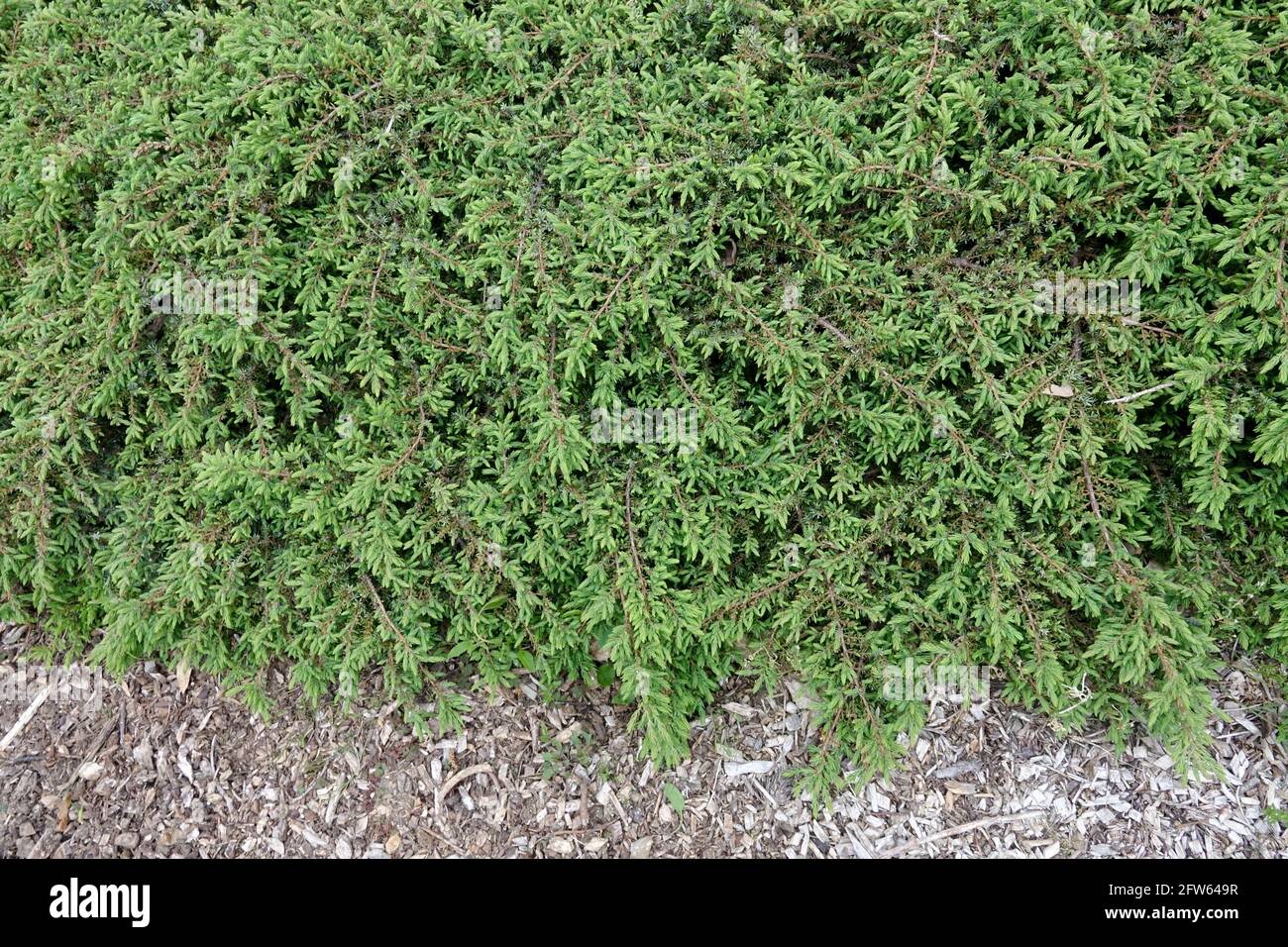 Ginepro comune immagini e fotografie stock ad alta risoluzione - Alamy