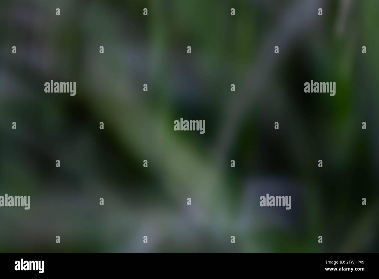 Sfondo verde grigio immagini e fotografie stock ad alta risoluzione - Alamy