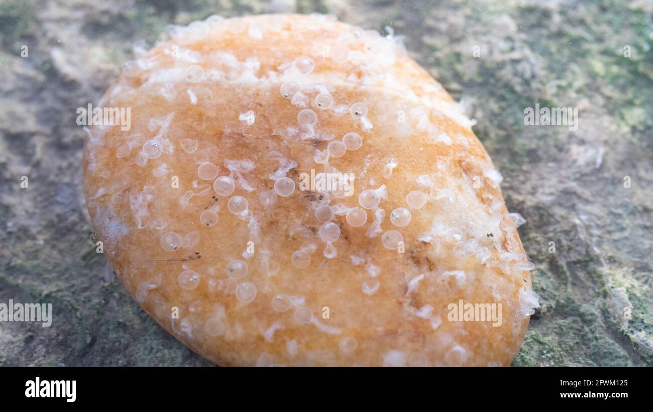 Uova di scarafaggio immagini e fotografie stock ad alta risoluzione - Alamy