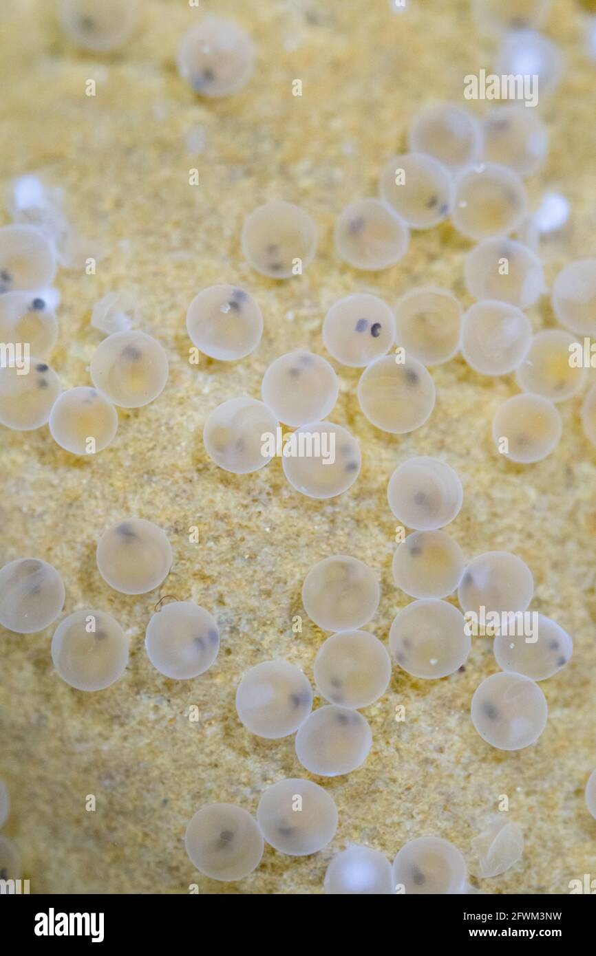 Uova di scarafaggio immagini e fotografie stock ad alta risoluzione - Alamy