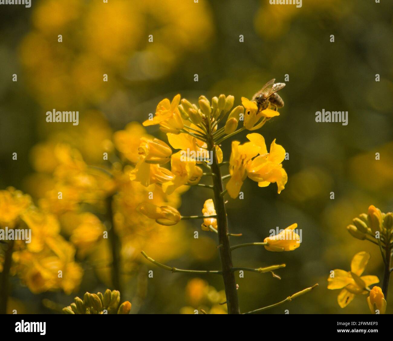 Disegno ape con fiore immagini e fotografie stock ad alta risoluzione ...