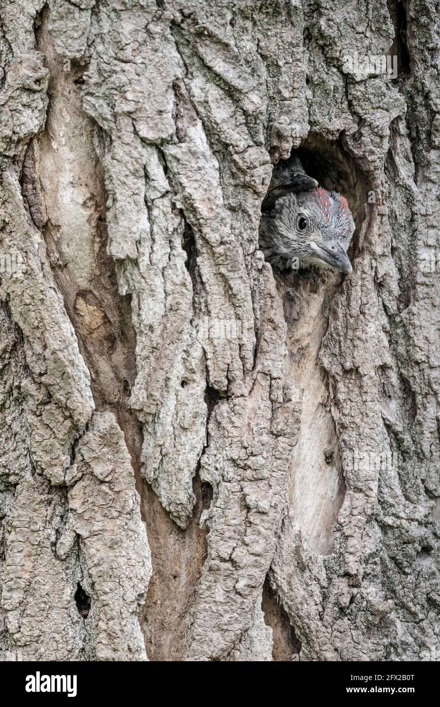 Picchio nuova vita uccello immagini e fotografie stock ad alta ...