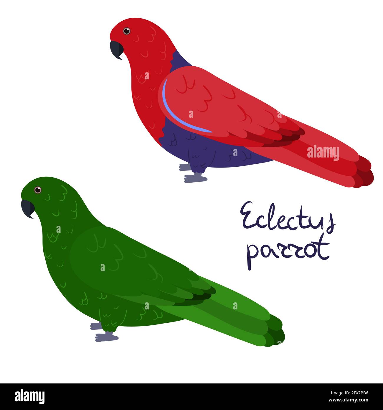 Pappagallo eclectus Immagini Vettoriali Stock - Alamy