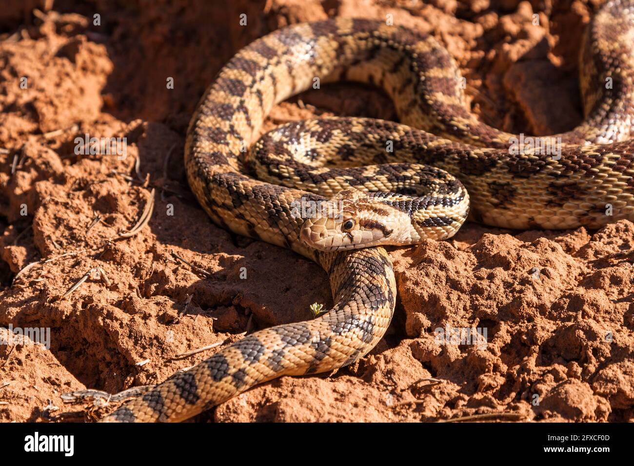 Il serpente di Gopher del grande bacino, Pituophis catenifer deserticola, è una sottospecie del ...