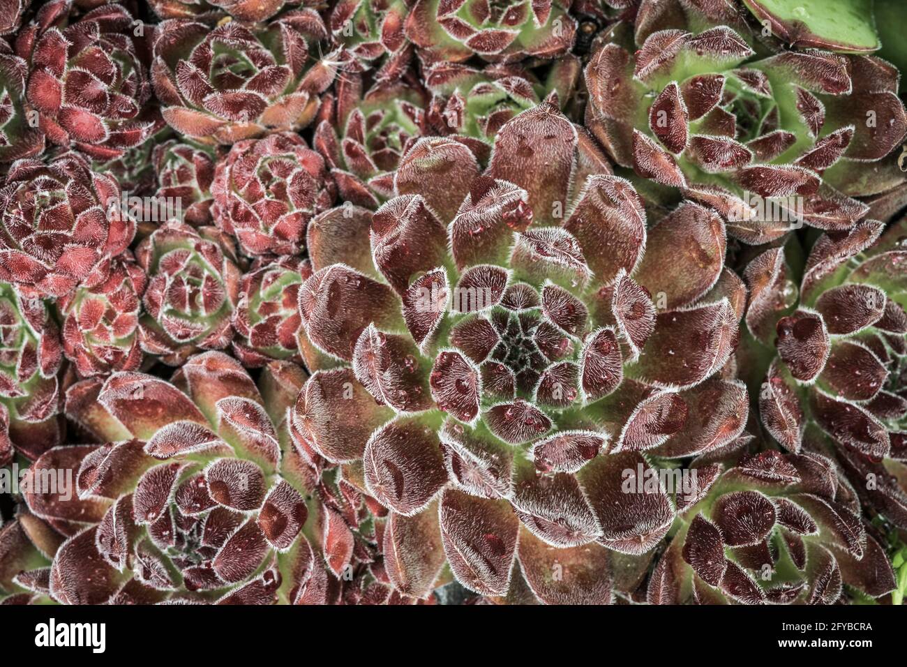 Sedum rosso muschio immagini e fotografie stock ad alta risoluzione - Alamy