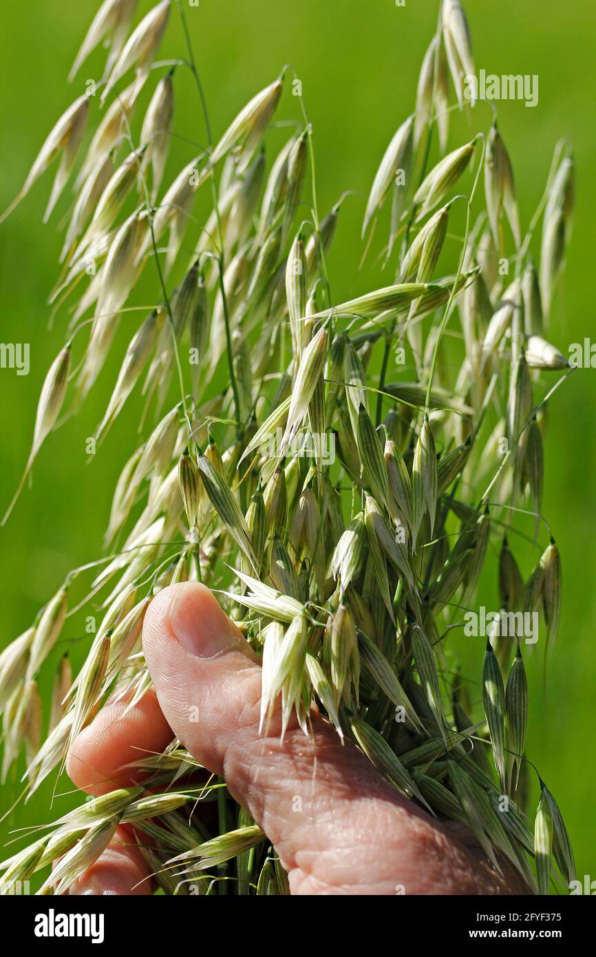 Spiga avena immagini e fotografie stock ad alta risoluzione - Alamy