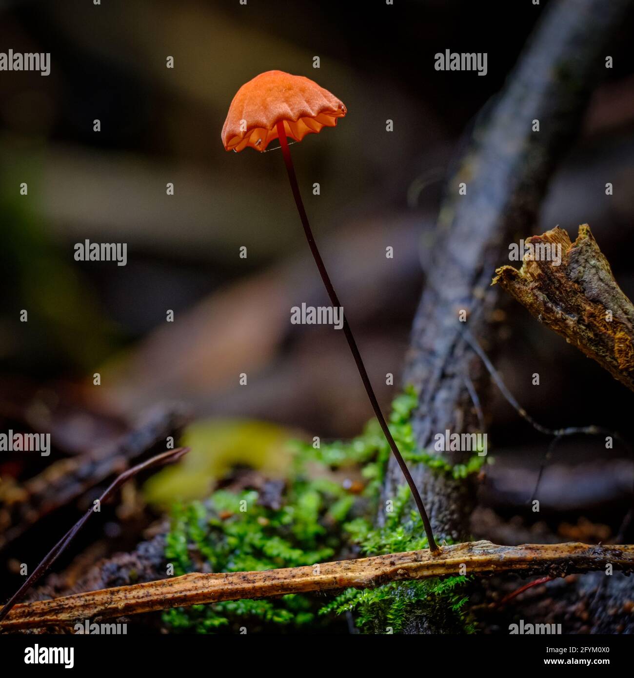 Australian fungi immagini e fotografie stock ad alta risoluzione - Alamy
