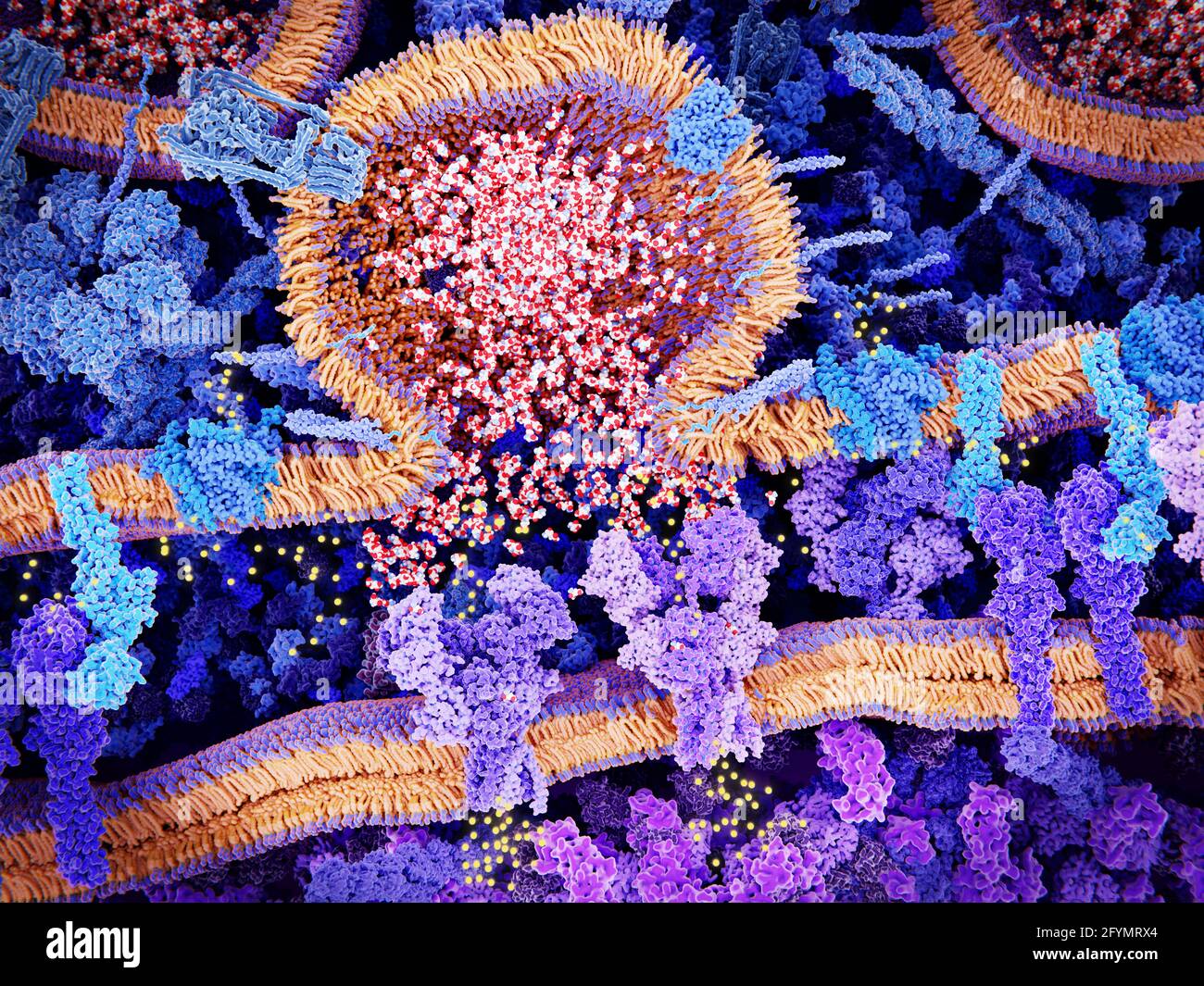 Sinapsi eccitatoria immagini e fotografie stock ad alta risoluzione - Alamy