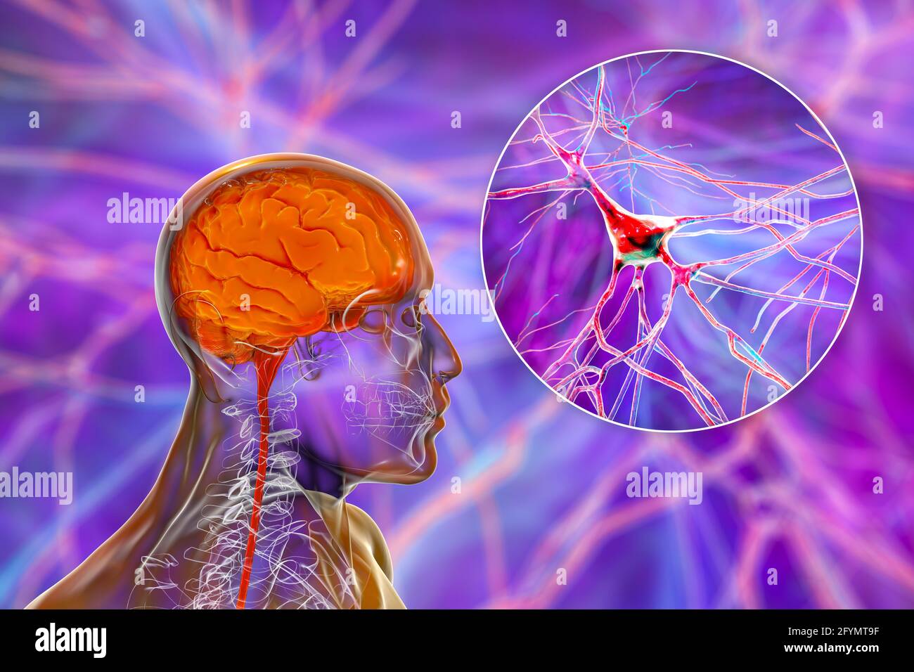 Cervello dei neuroni immagini e fotografie stock ad alta risoluzione ...