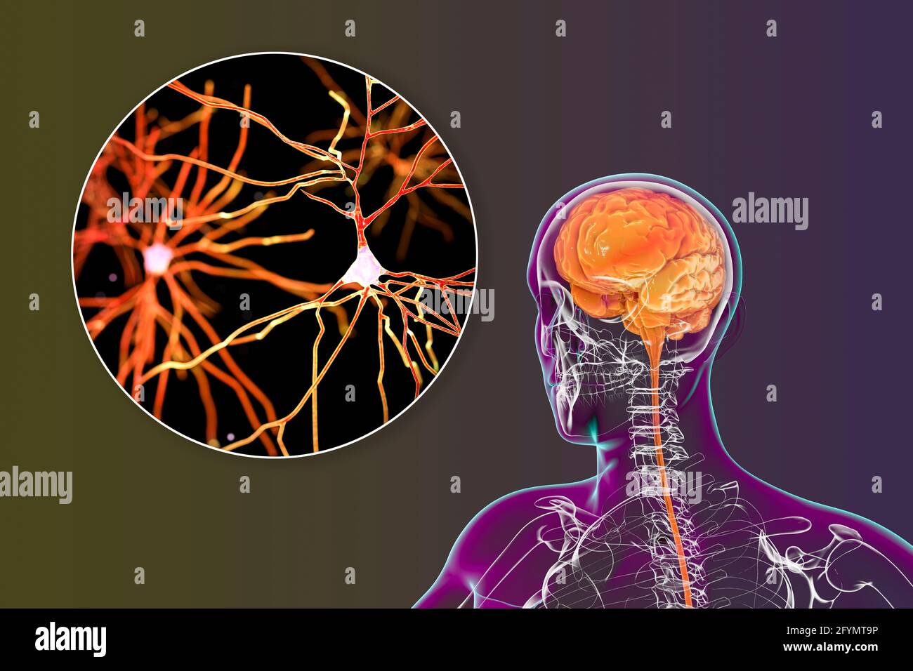 Cervello dei neuroni immagini e fotografie stock ad alta risoluzione ...