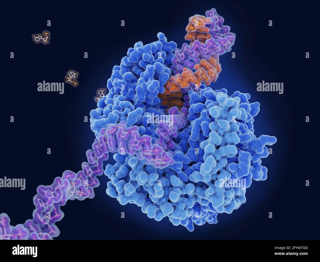 Rna polimerasi immagini e fotografie stock ad alta risoluzione - Alamy