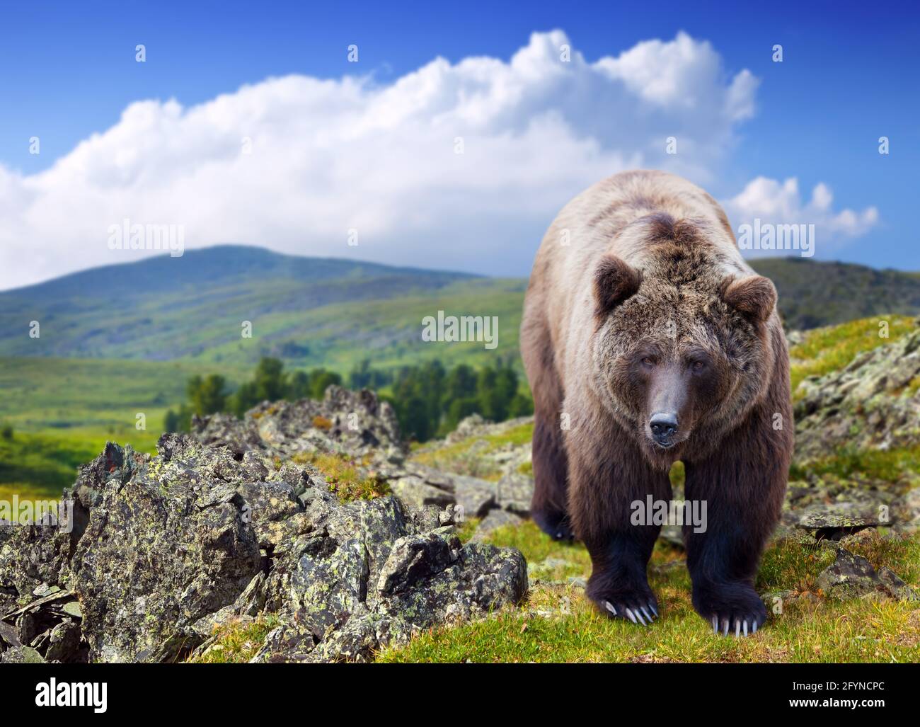 Montagne della zampa di orso immagini e fotografie stock ad alta ...