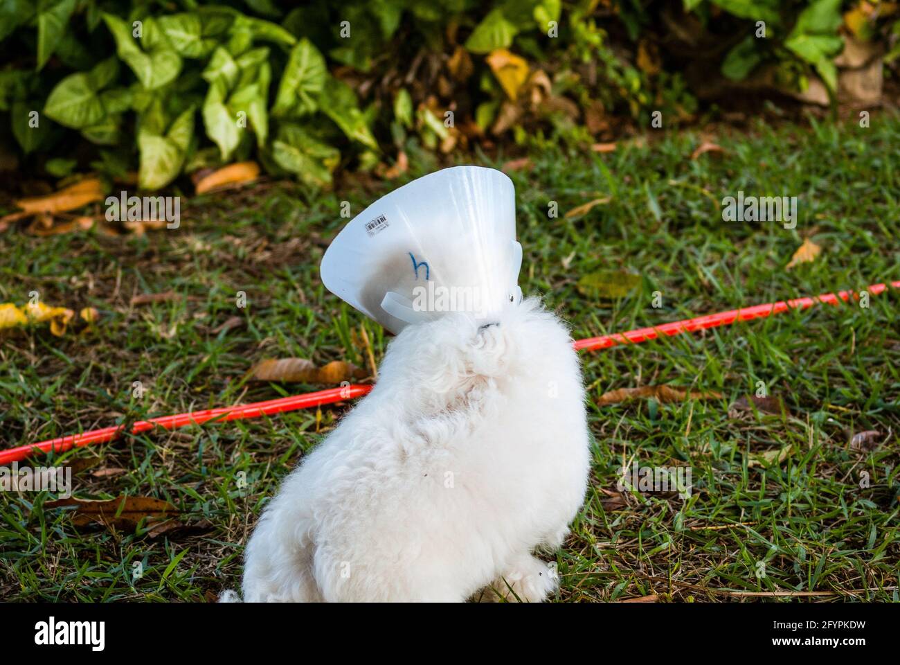Colletto veterinario immagini e fotografie stock ad alta risoluzione ...