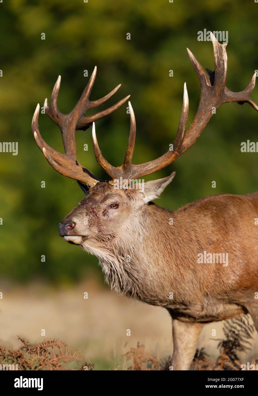 Cervo ferito immagini e fotografie stock ad alta risoluzione - Alamy