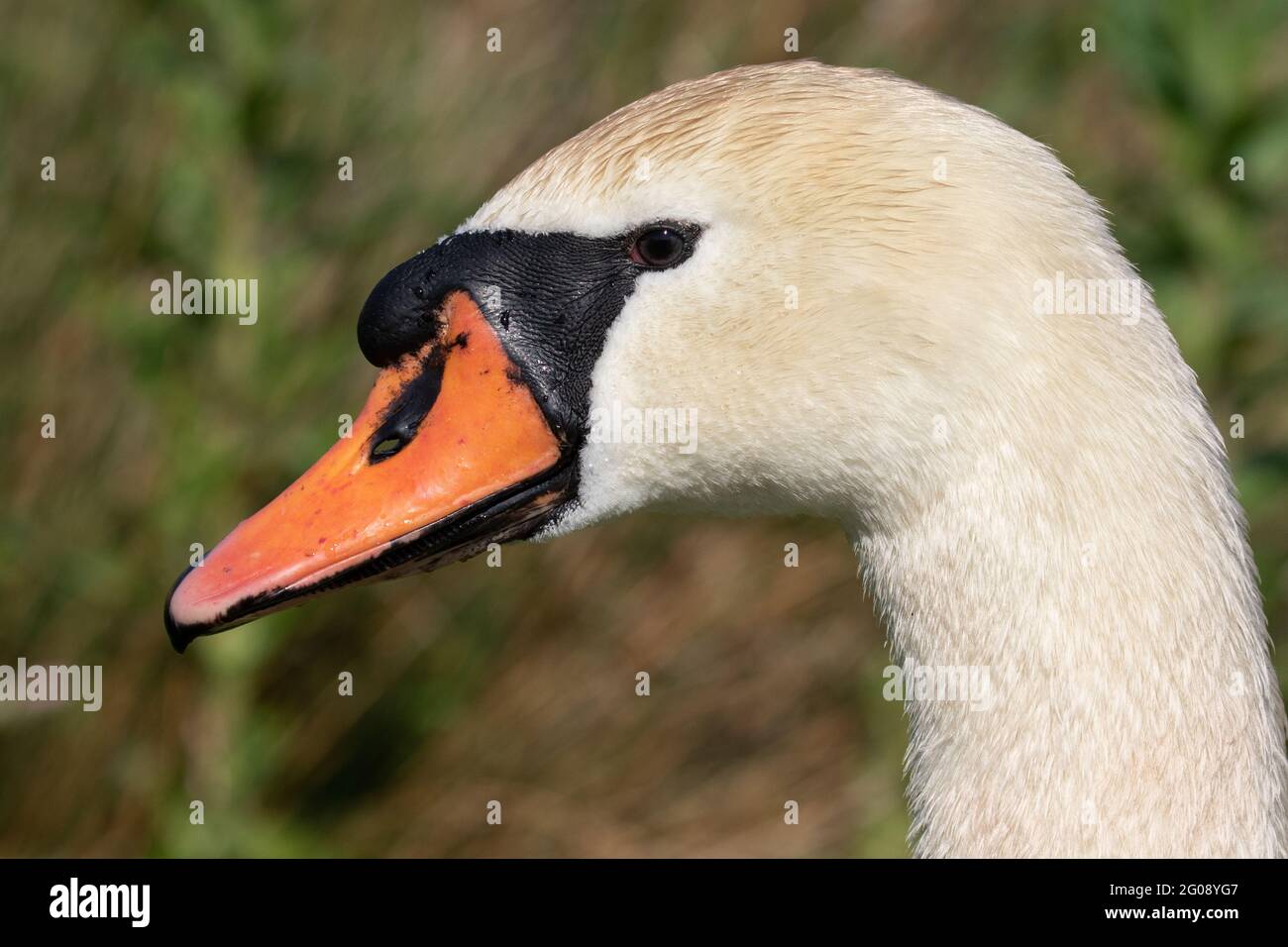 Maschio cigno muto immagini e fotografie stock ad alta risoluzione - Alamy