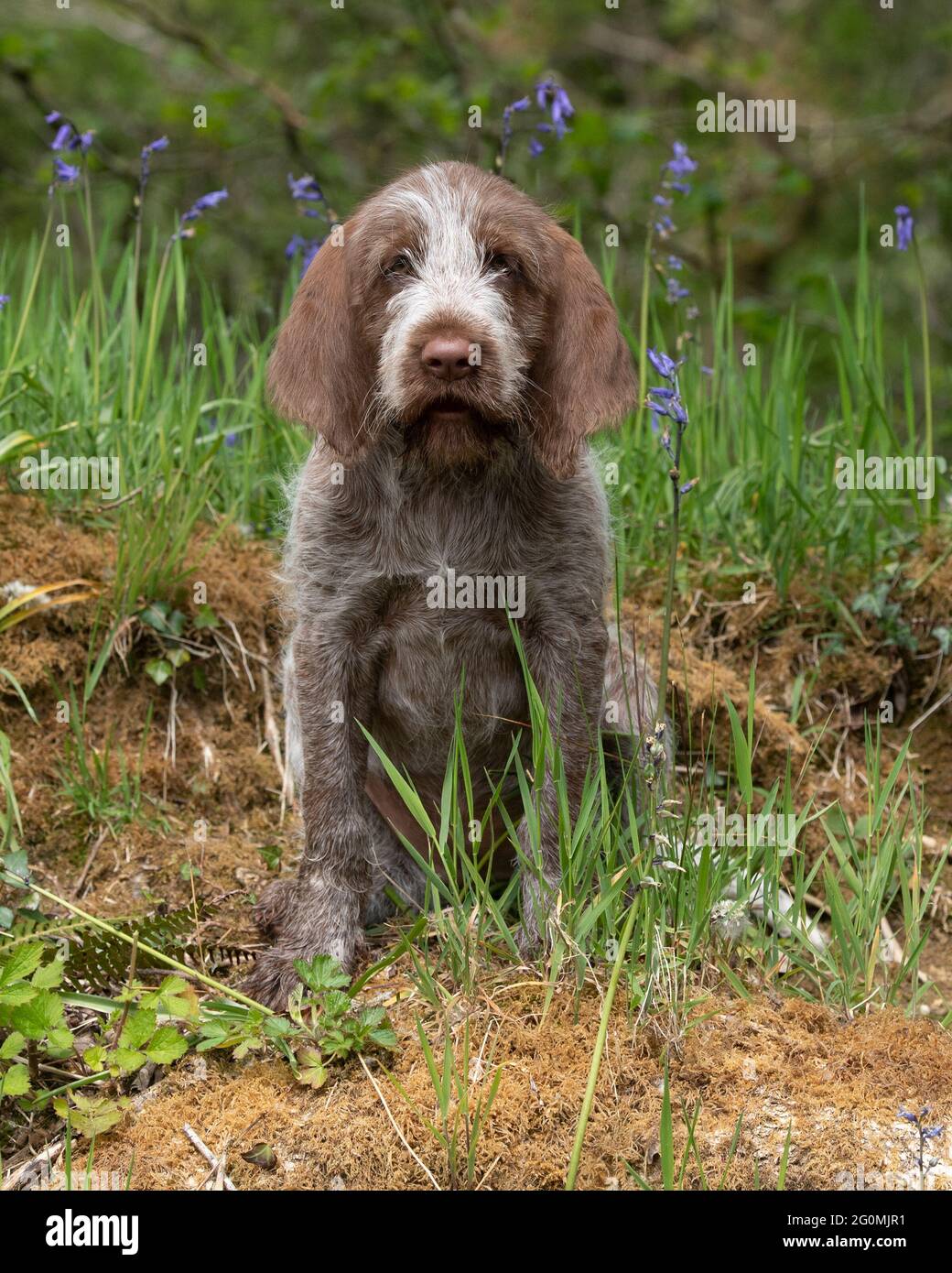 Italian spinone immagini e fotografie stock ad alta risoluzione - Alamy