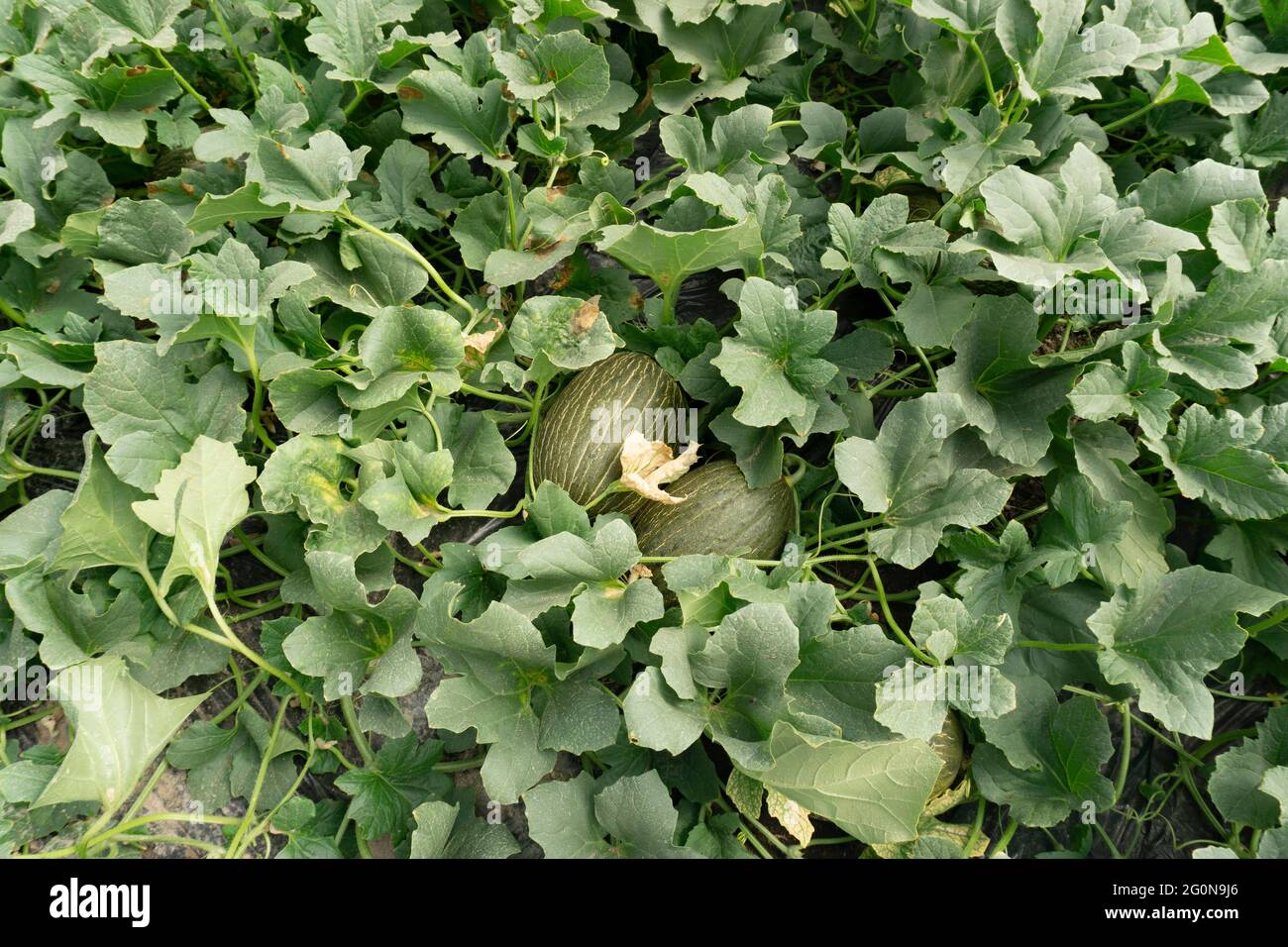 Piel de sapo melon immagini e fotografie stock ad alta risoluzione - Alamy