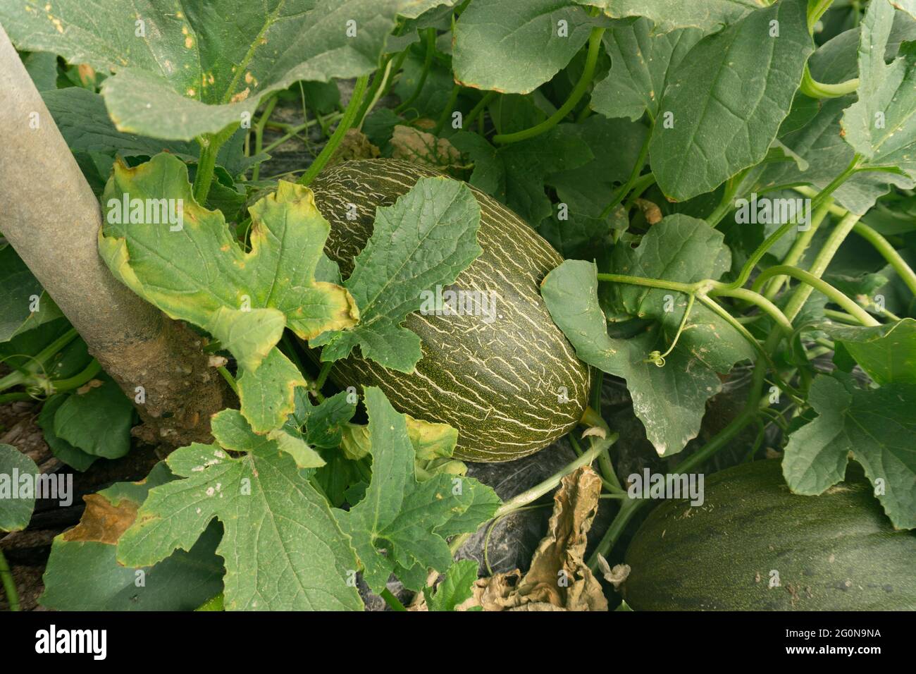 Piel de sapo melon immagini e fotografie stock ad alta risoluzione - Alamy
