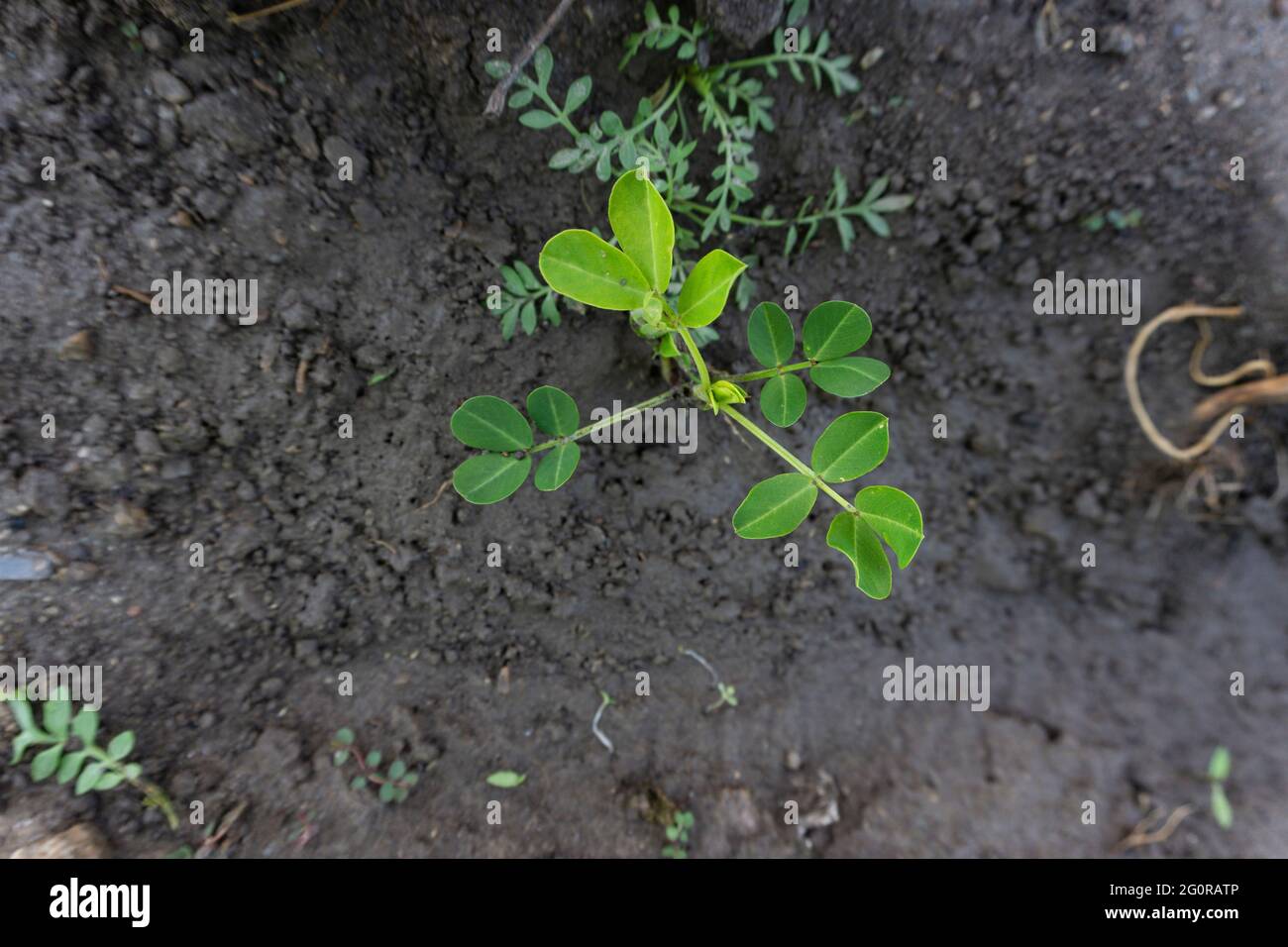 Pianta di arachidi immagini e fotografie stock ad alta risoluzione - Alamy
