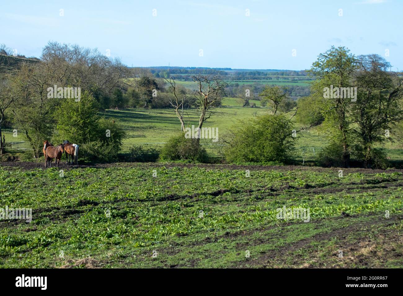 Witton gilbert immagini e fotografie stock ad alta risoluzione - Alamy
