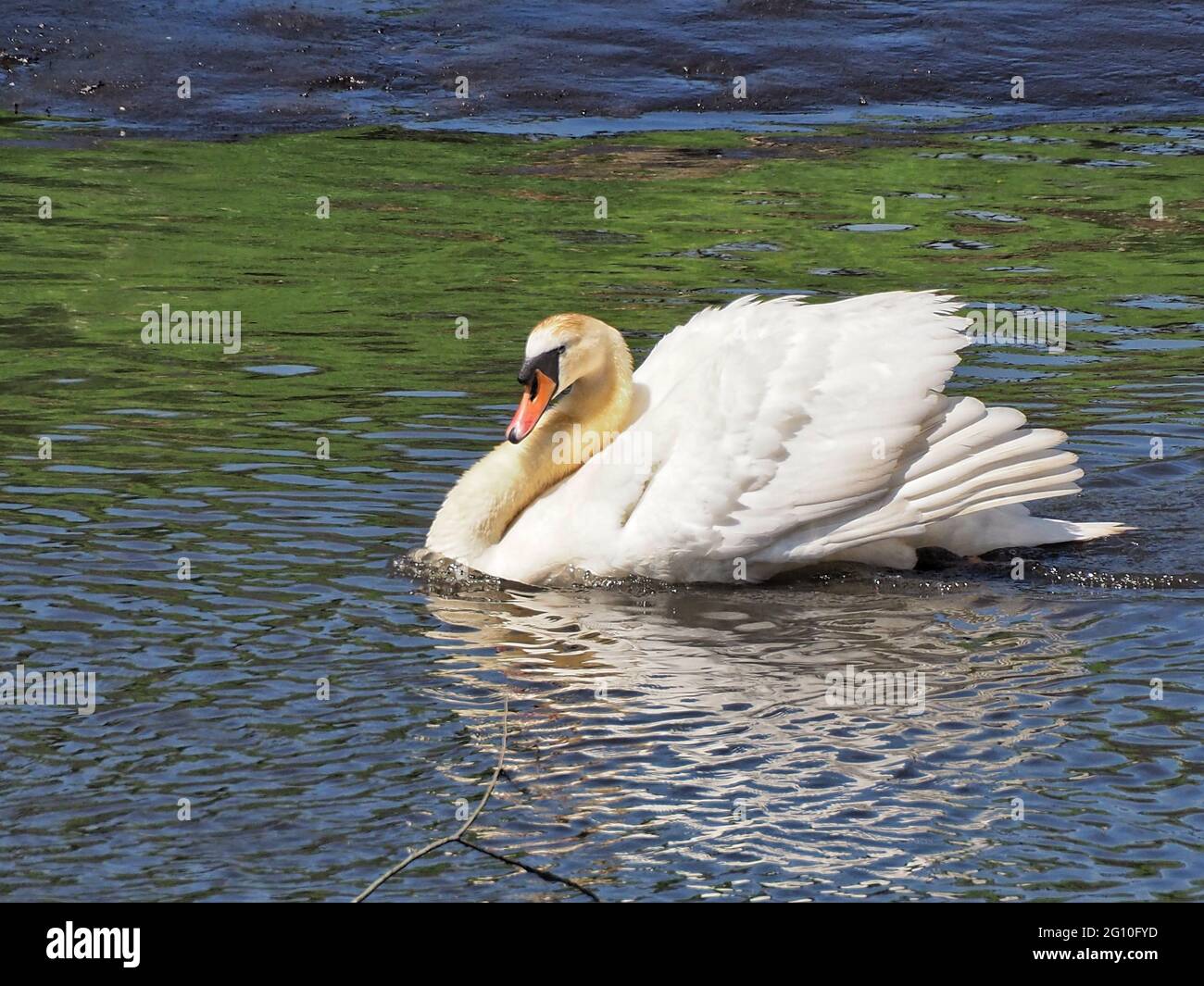 Maschio arrabbiato del cigno muto immagini e fotografie stock ad alta ...