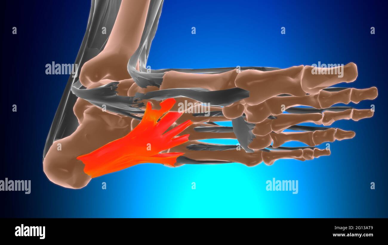 Anatomia del legamento plantare lungo per l'illustrazione 3D del ...