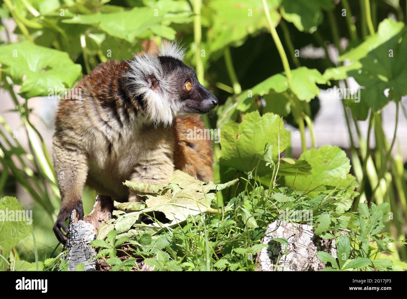 Maki affe immagini e fotografie stock ad alta risoluzione - Alamy
