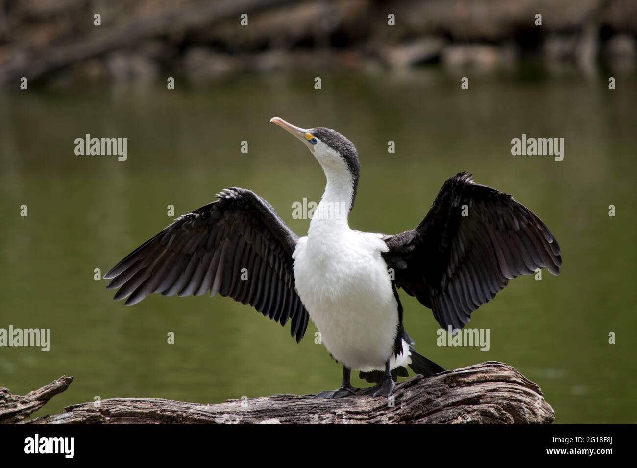 Cormorano bianco e nero immagini e fotografie stock ad alta risoluzione ...