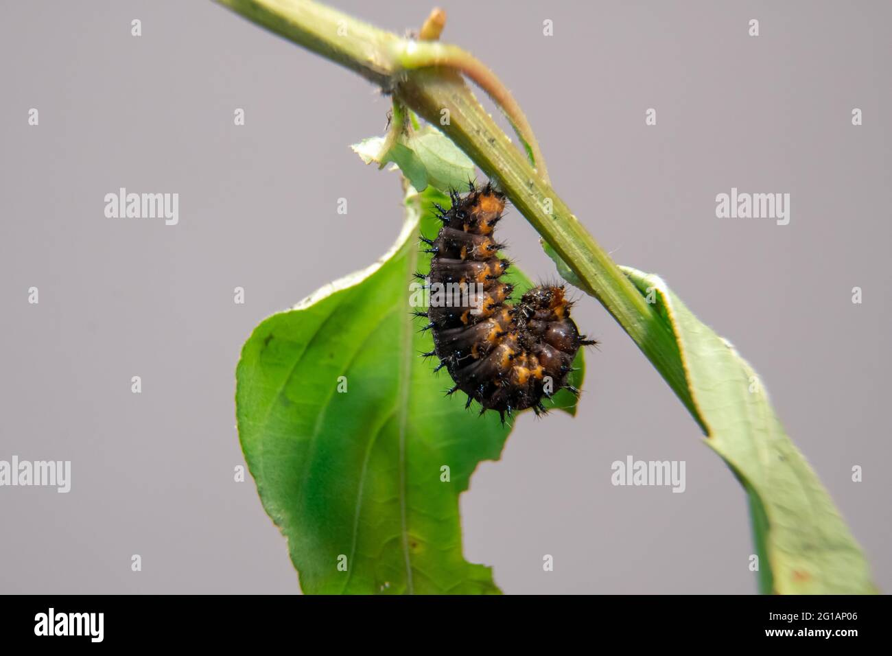 Ciclo Di Vita Monarchico Immagini e Fotos Stock - Alamy