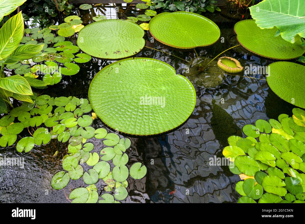Victoria ninfee victoria regia immagini e fotografie stock ad alta ...
