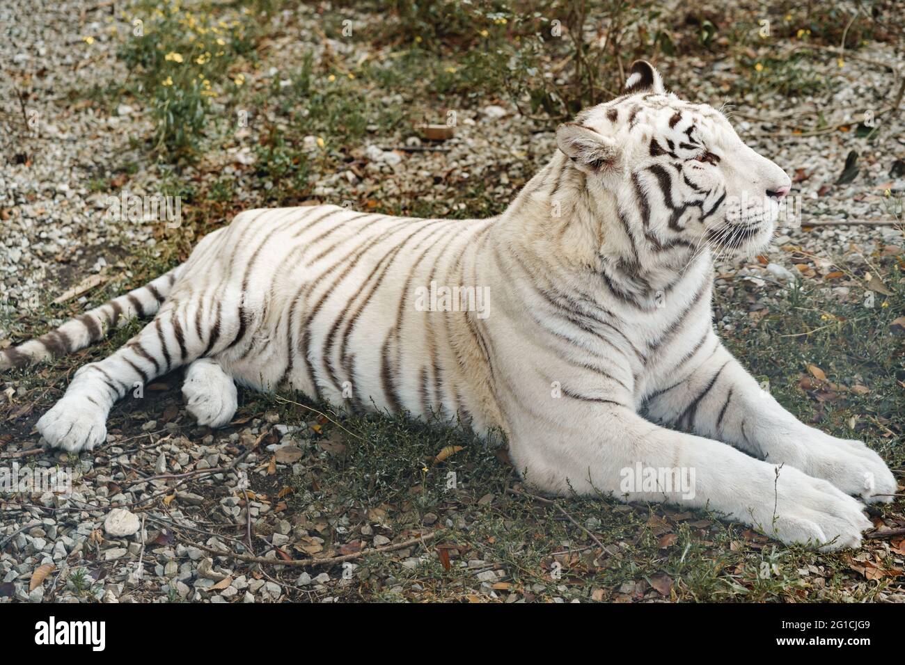 Tigre assassina bianca immagini e fotografie stock ad alta risoluzione ...
