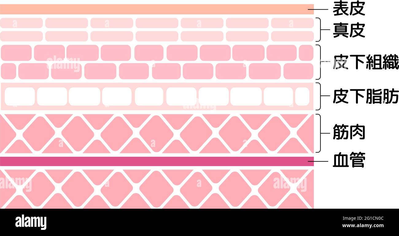 Derma dell'epidermide immagini e fotografie stock ad alta risoluzione ...