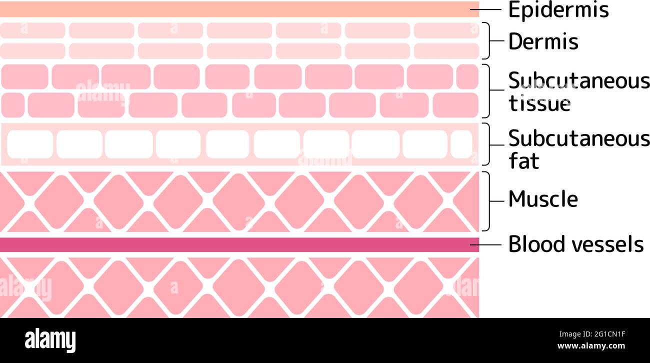 Strati di disegno della pelle immagini e fotografie stock ad alta ...