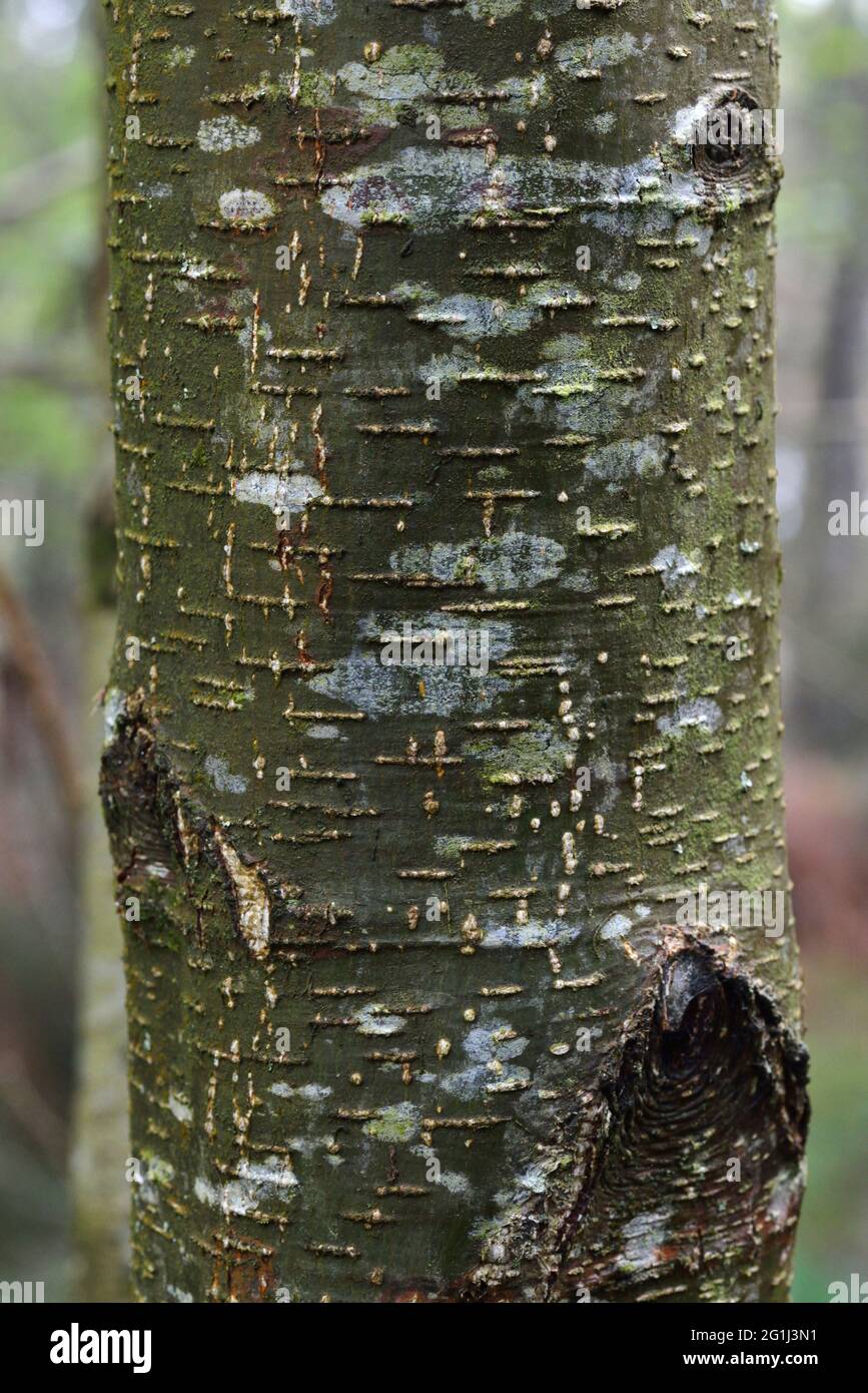 Ontano tronco d'albero immagini e fotografie stock ad alta risoluzione ...