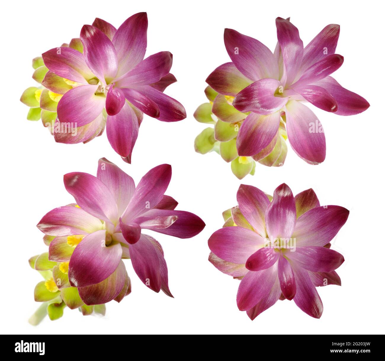 Turmeric curcuma longa flower immagini e fotografie stock ad alta ...